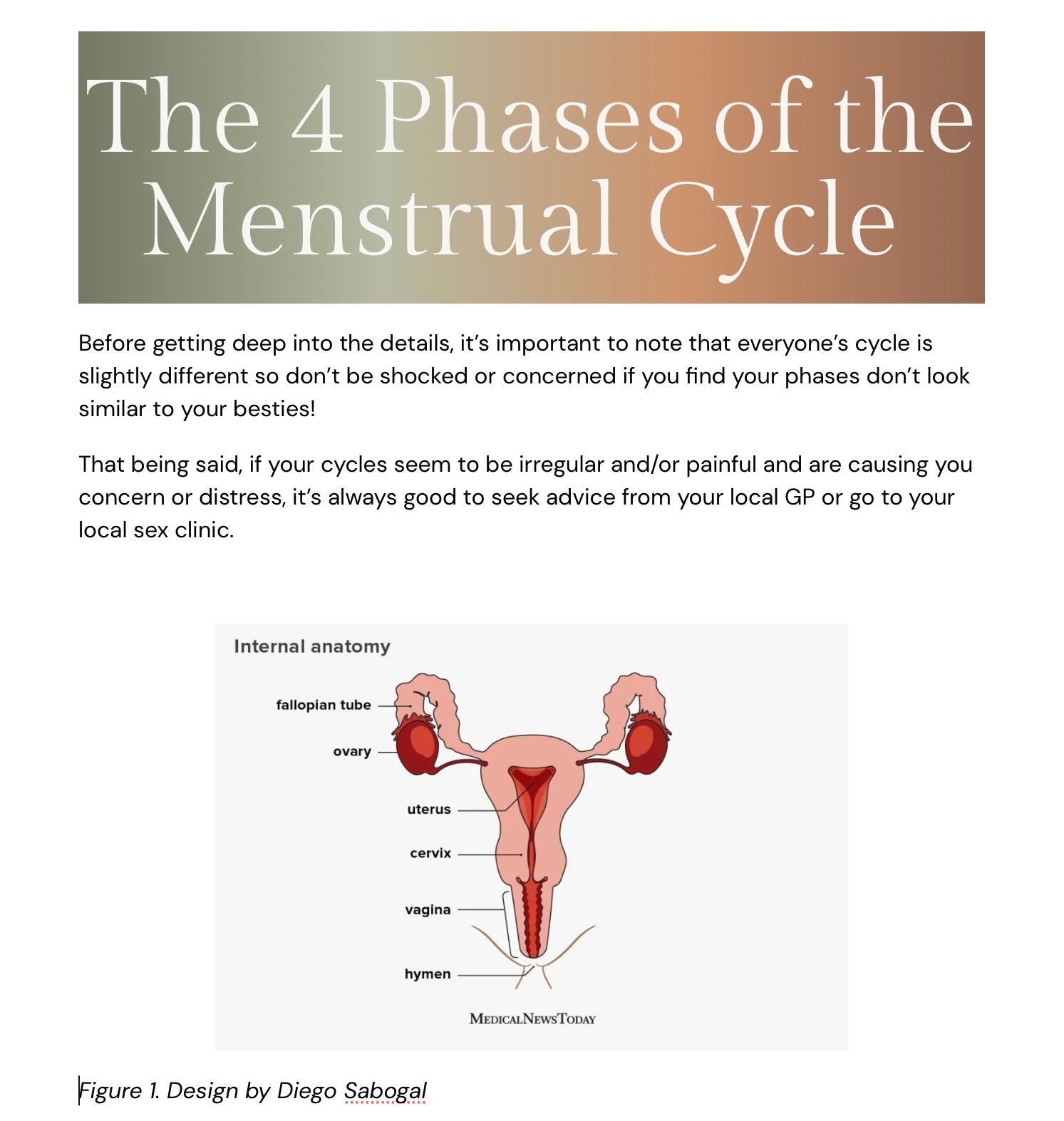 Four Stages Of Menstrual Cycle Phases Of The Menstrual Cycle Explained